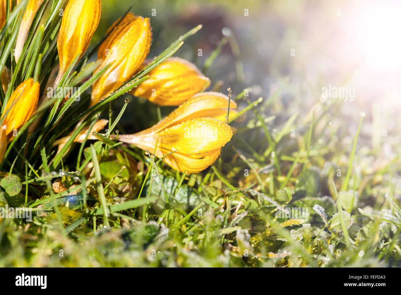 crocus yellow in the morning frost Stock Photo - Alamy