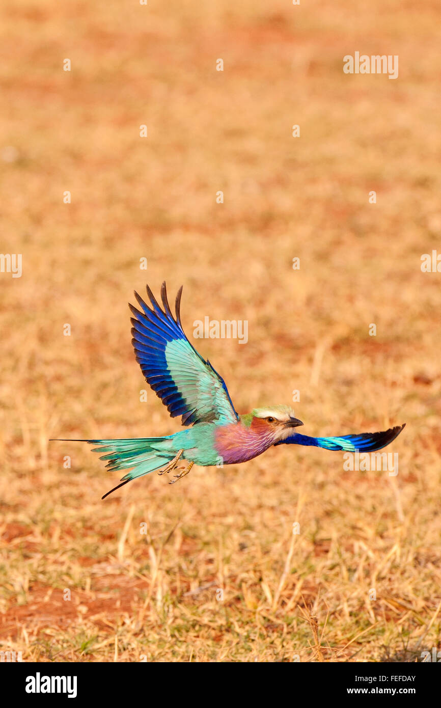 Botswana wonder hi-res stock photography and images - Alamy