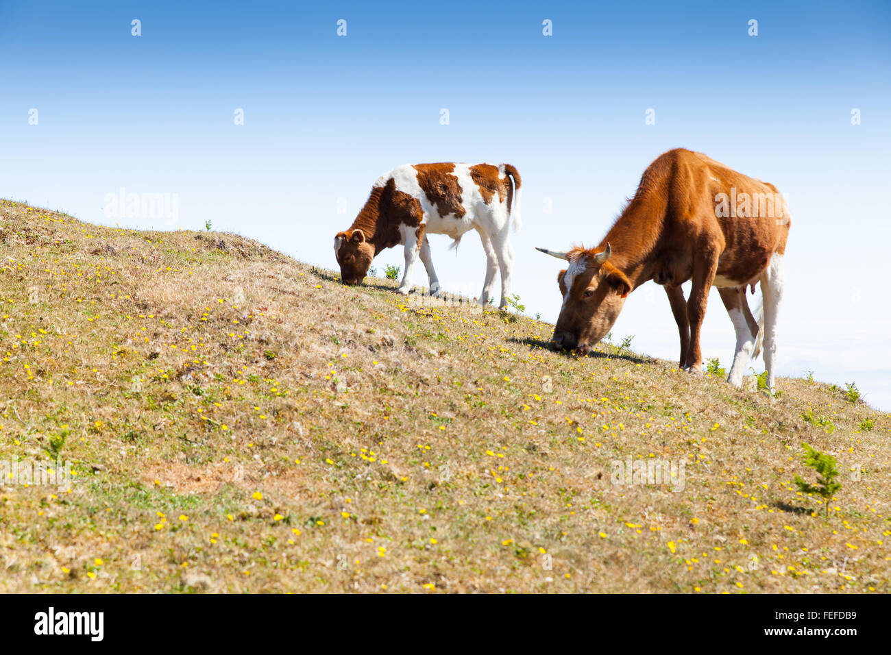 Cow and veal pasture in the mountains madeira Stock Photo - Alamy