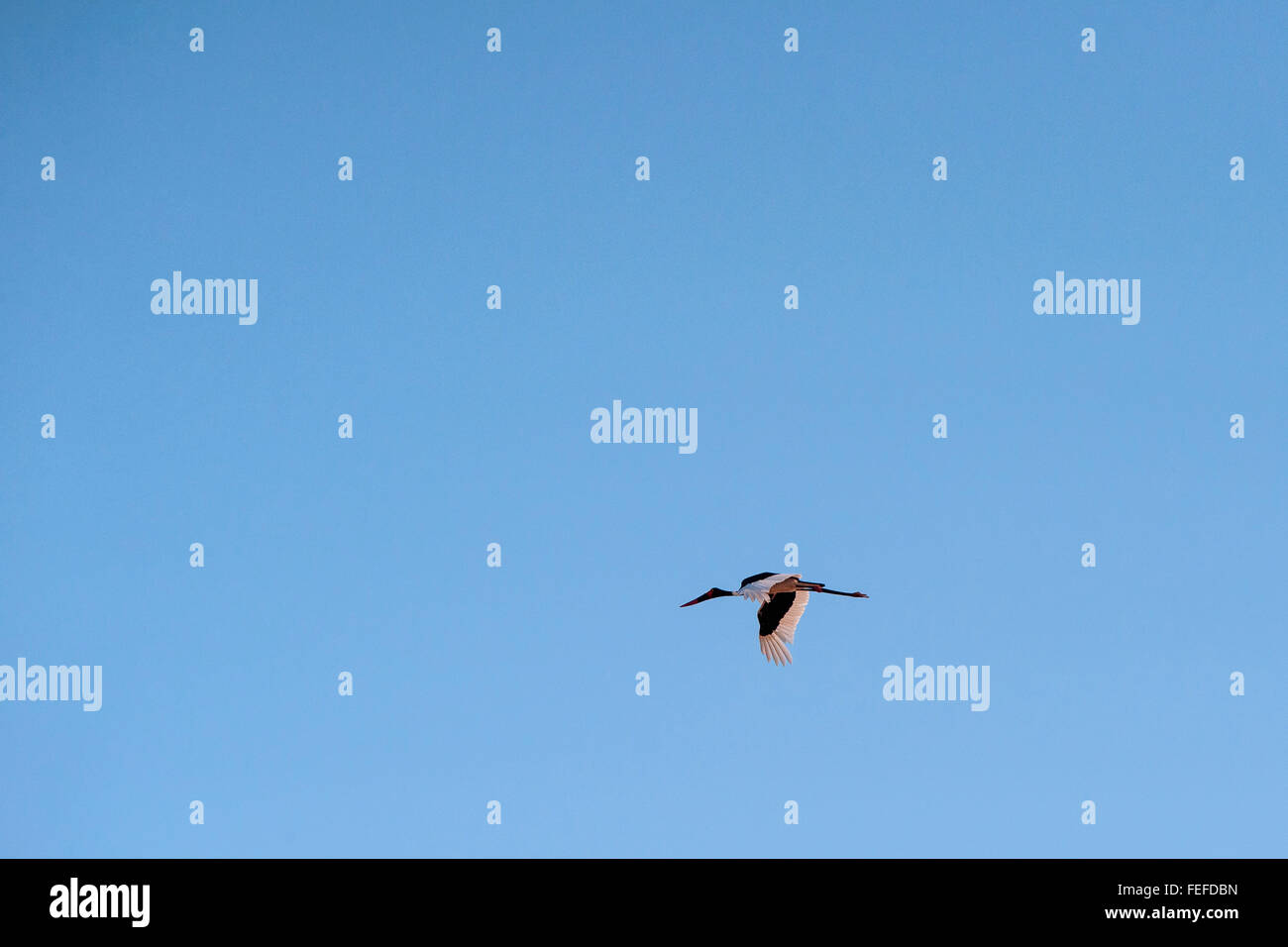 Largest stork in the world hi-res stock photography and images - Alamy