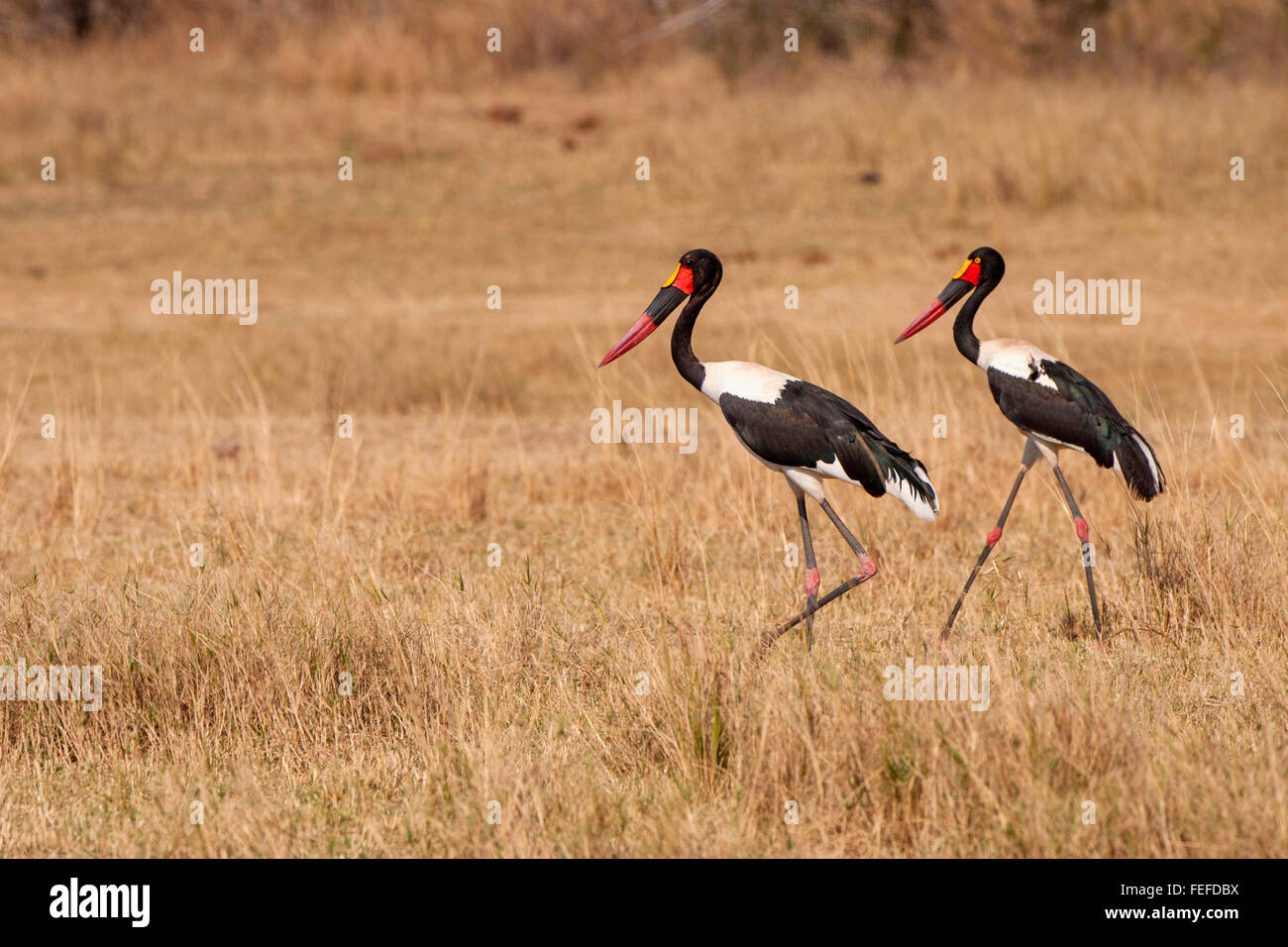 Largest stork in the world hi-res stock photography and images - Alamy
