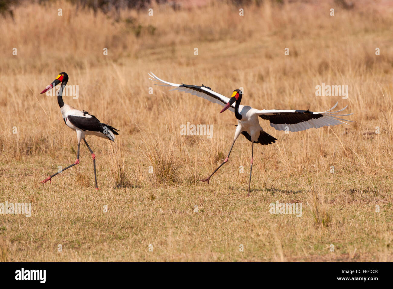Largest stork in the world hi-res stock photography and images - Alamy