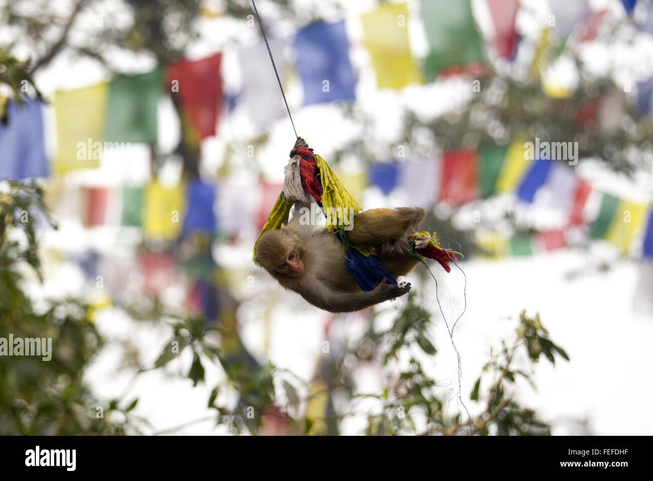 Kathmandu, Nepal. 6th Feb, 2016. A Monkey hangs in religious threads in ...