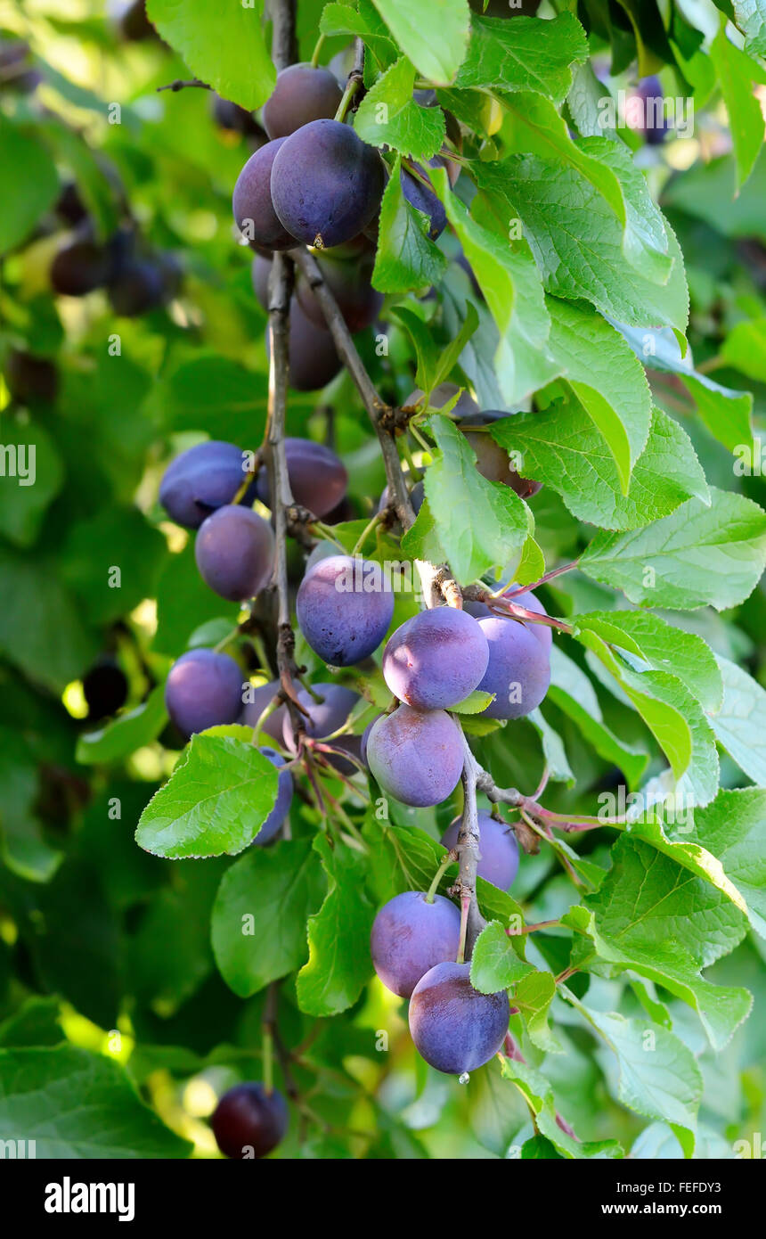 Prune fruit tree in summer hi-res stock photography and images - Alamy