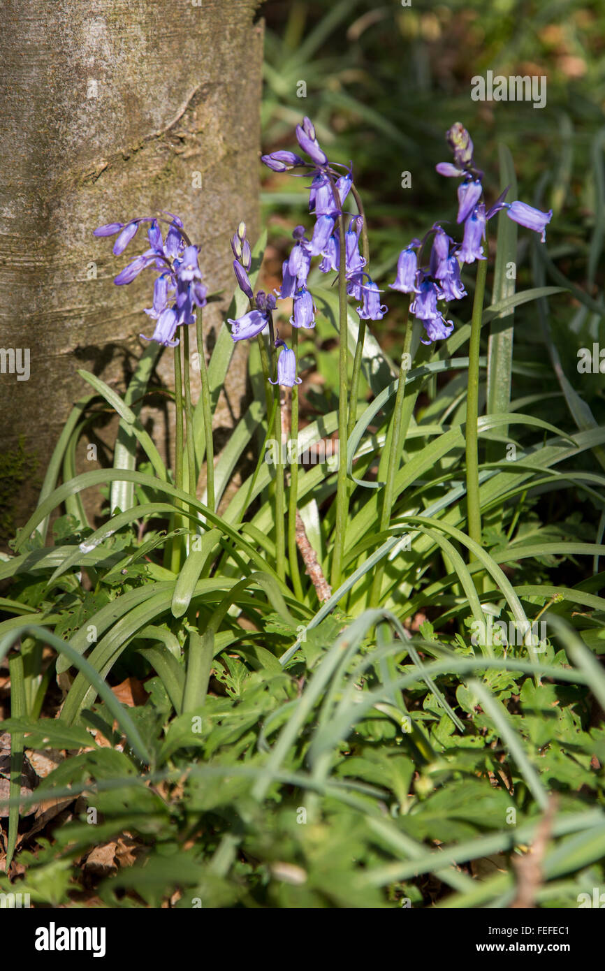 English Bluebells growing beneath a Beech tree in woodlands in the ...