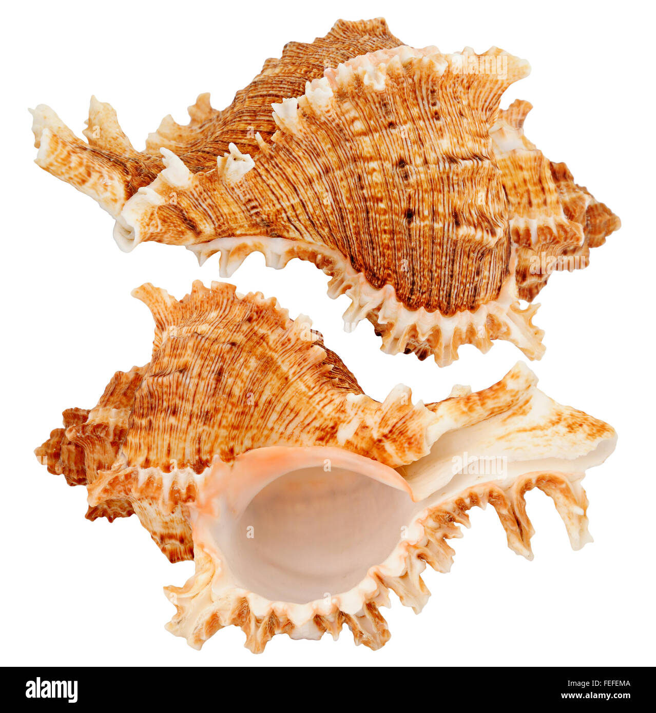 Seashells isolated on white background Stock Photo - Alamy