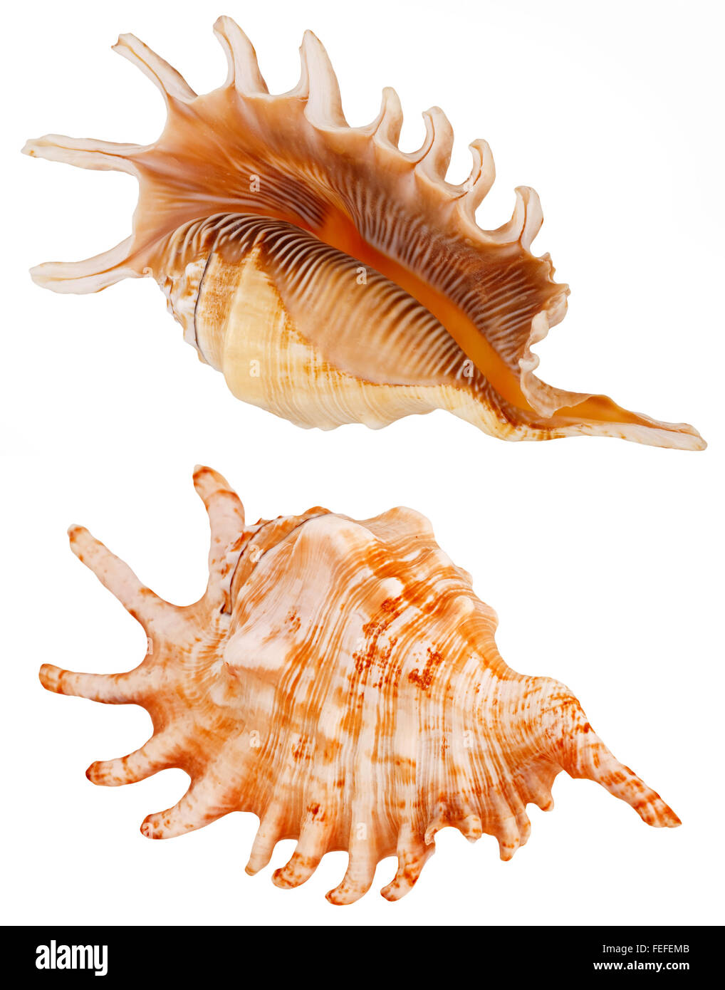 Seashells isolated on white background Stock Photo - Alamy