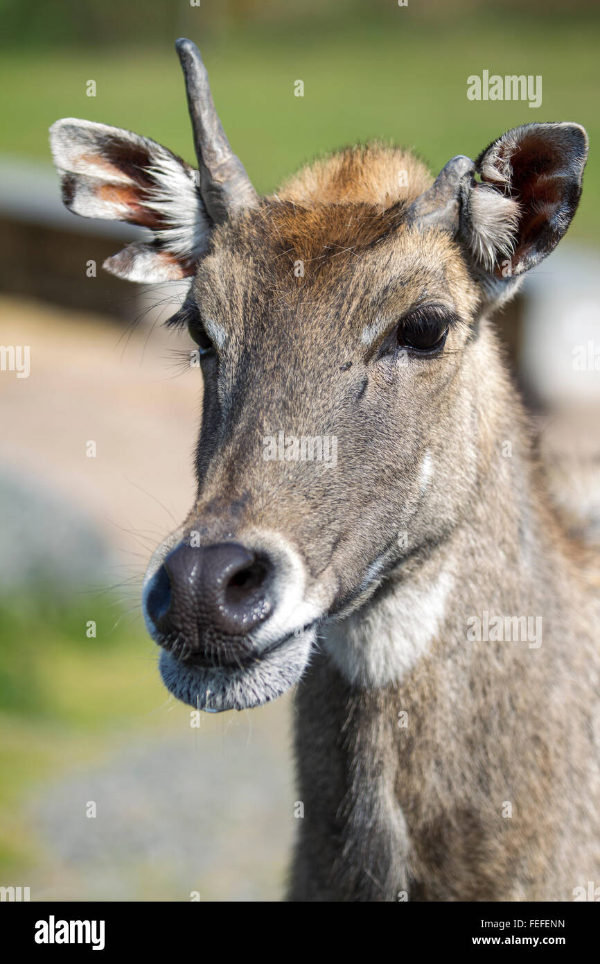 Heads shot of Nilgai deer - Asian antelope with one antler Stock Photo ...