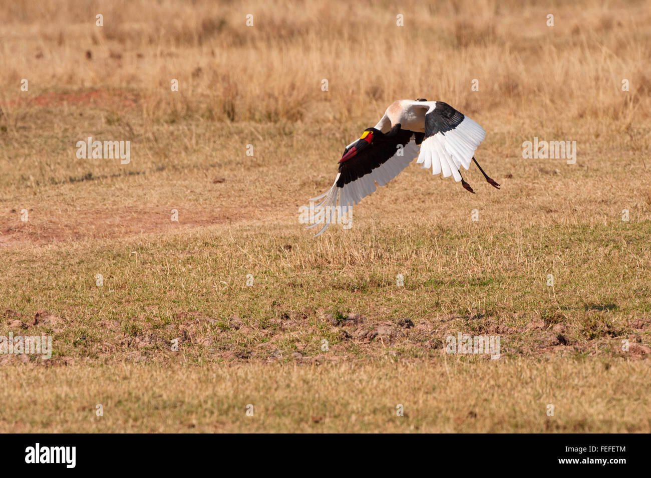 Largest stork in the world hi-res stock photography and images - Alamy
