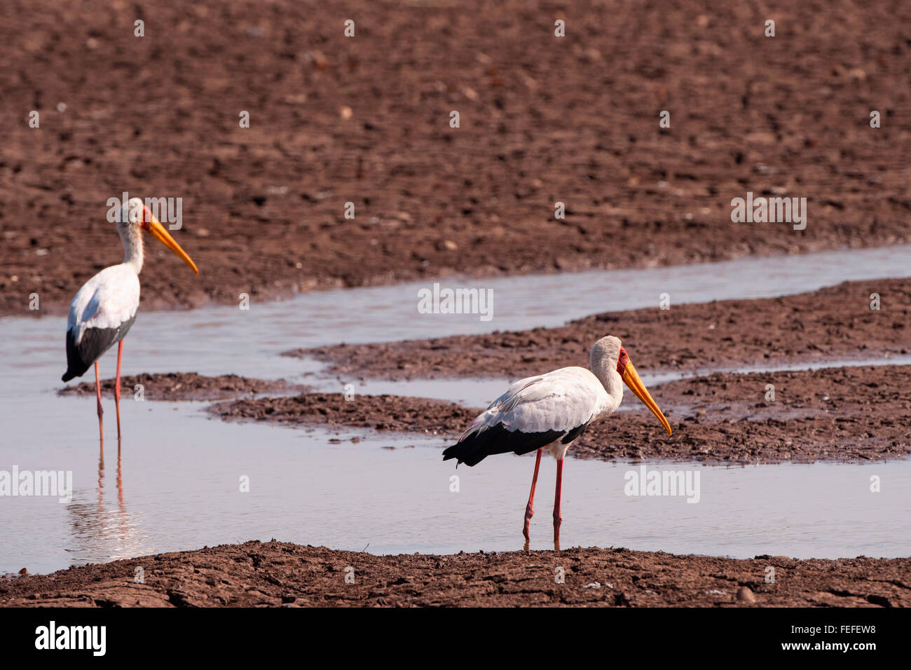 Great Zimbabwe Bird High Resolution Stock Photography and Images - Alamy
