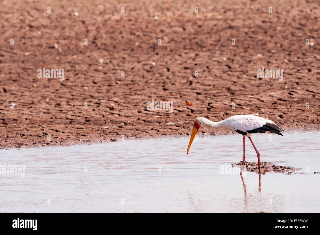 Great Zimbabwe Bird High Resolution Stock Photography and Images - Alamy