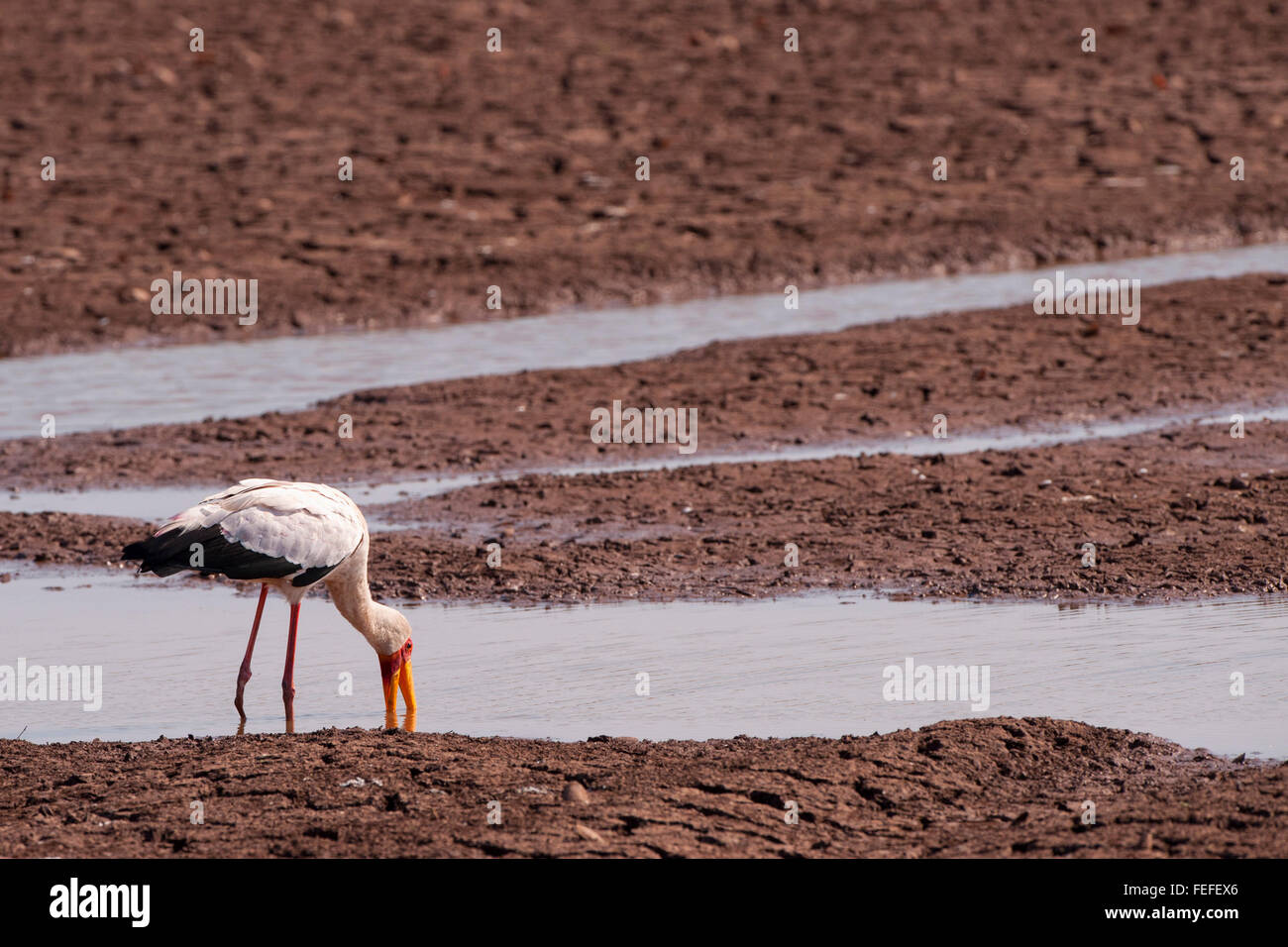 Largest stork hi-res stock photography and images - Alamy