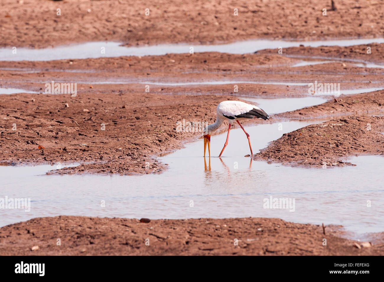 Largest Stork High Resolution Stock Photography and Images - Alamy