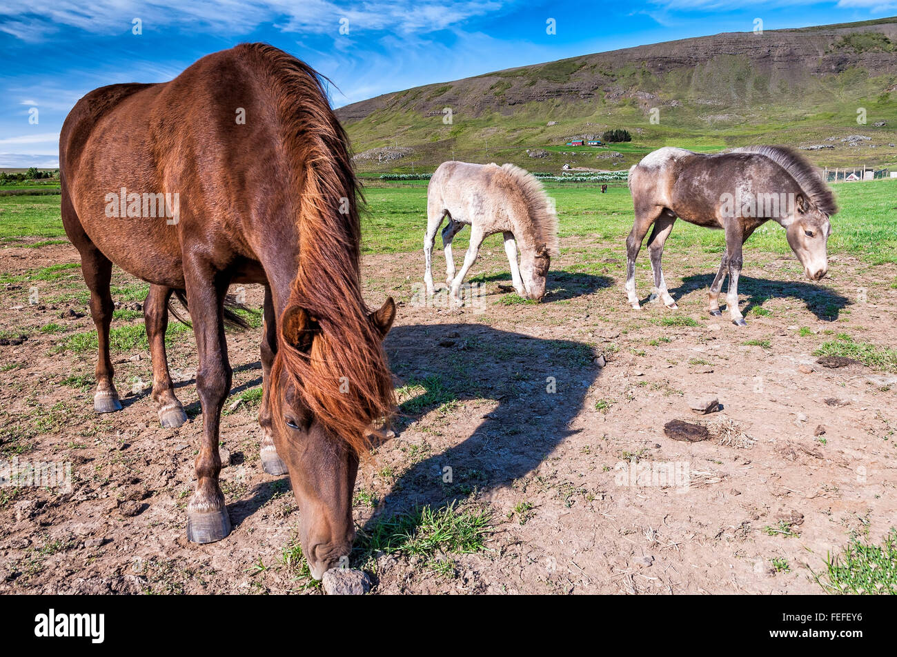 Icelandic horse mare pasture hi-res stock photography and images - Alamy