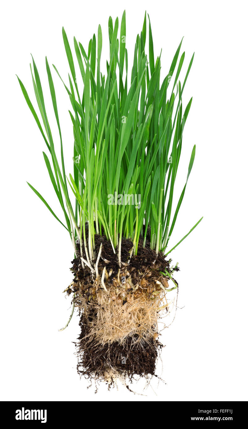 Young green grass with roots isolated on the white background Stock ...