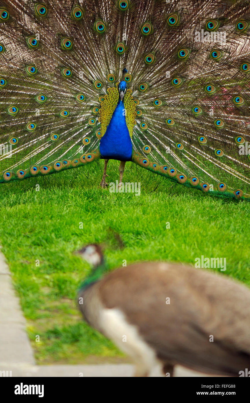 Male and female mating hi-res stock photography and images - Alamy