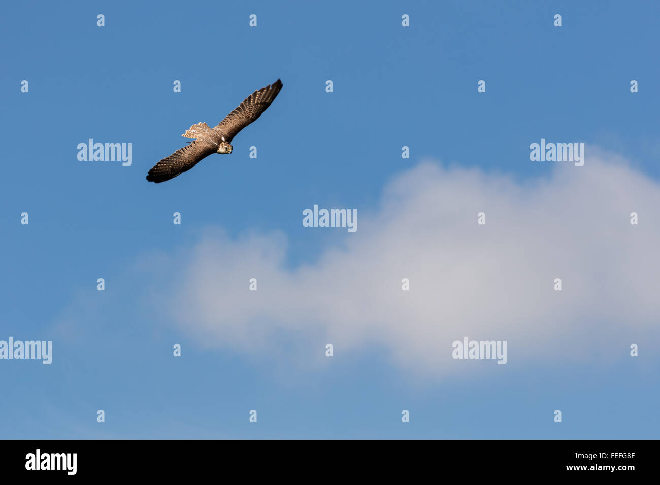 Desert Hawk in Flight ( Falco pelegrinoides Stock Photo - Alamy