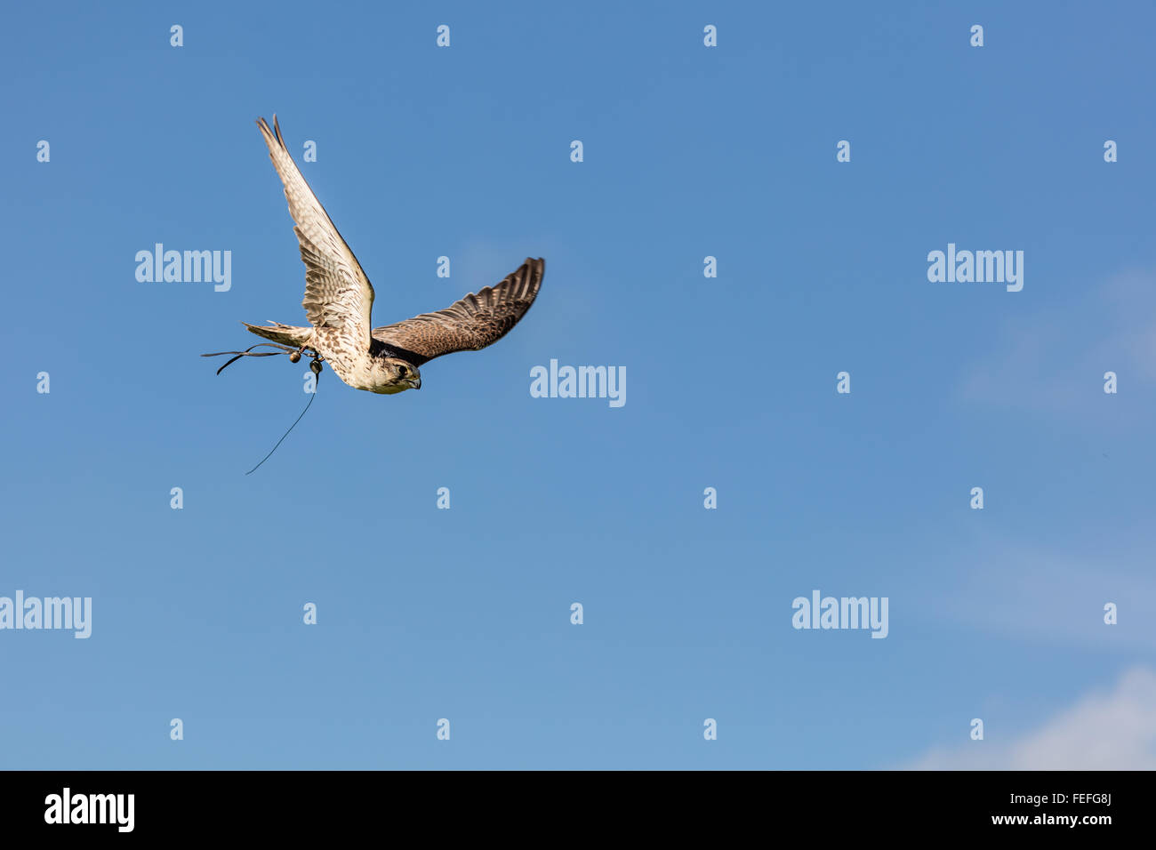 Desert Hawk in Flight ( Falco pelegrinoides Stock Photo - Alamy
