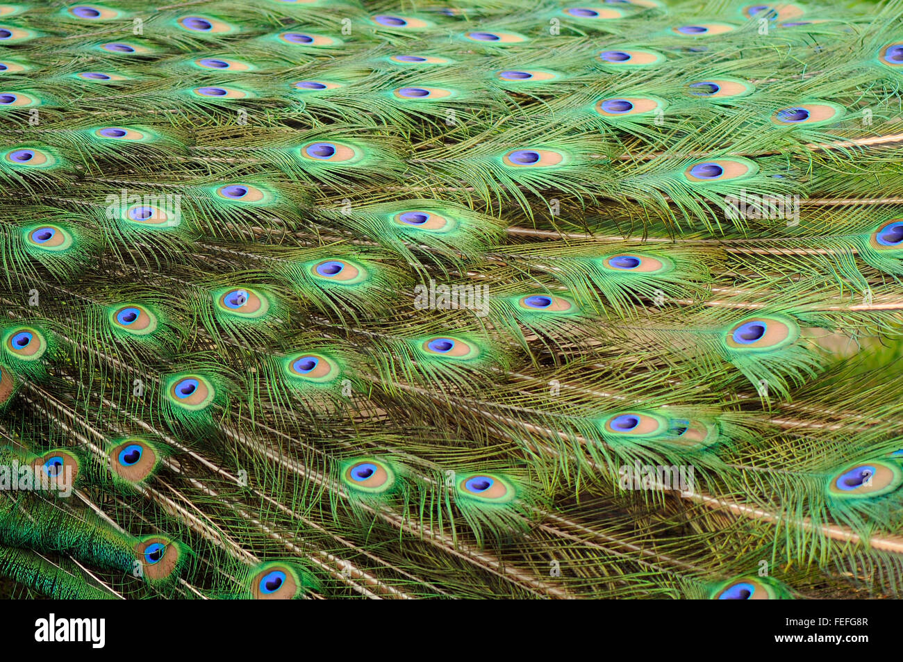 Peacock blue texture hi-res stock photography and images - Alamy