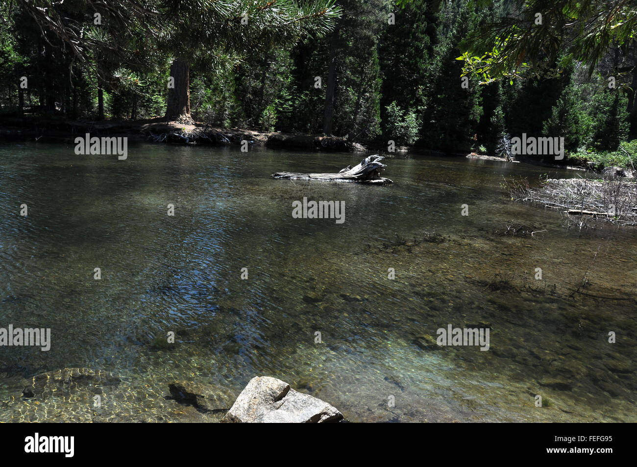 Lake tahoe pine tree hi-res stock photography and images - Alamy