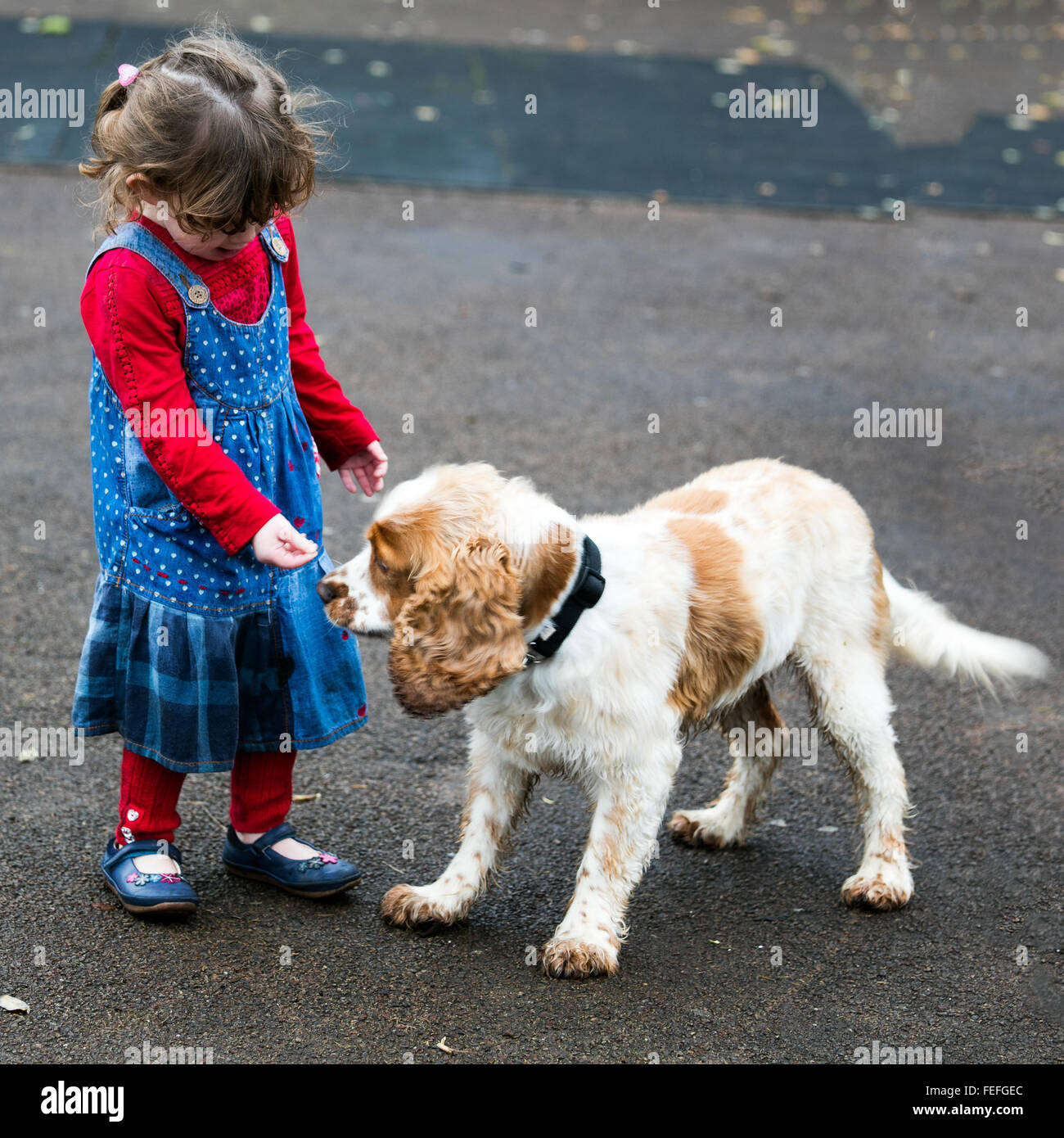 Child and cocker spaniel hi-res stock photography and images - Alamy