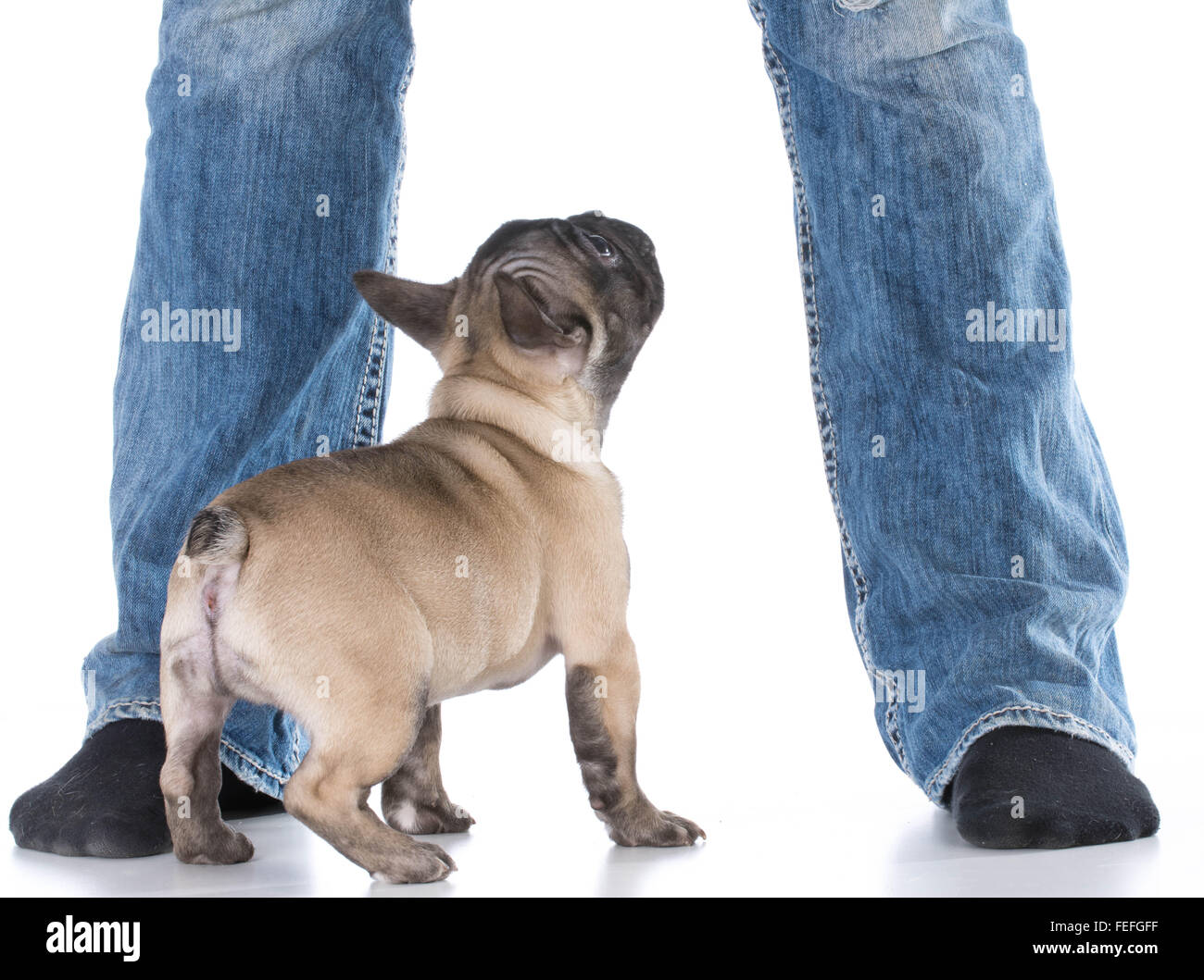 french bulldog puppy standing at owners feet on white background Stock ...