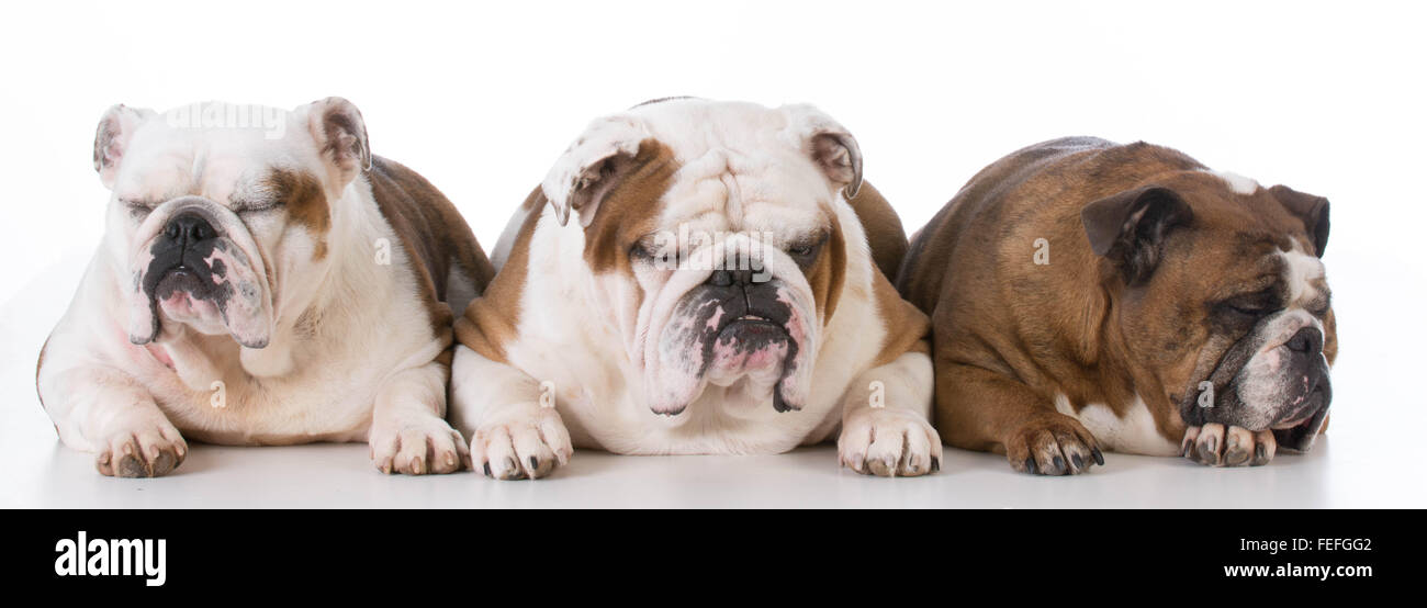 three english bulldogs sleeping on white background Stock Photo - Alamy