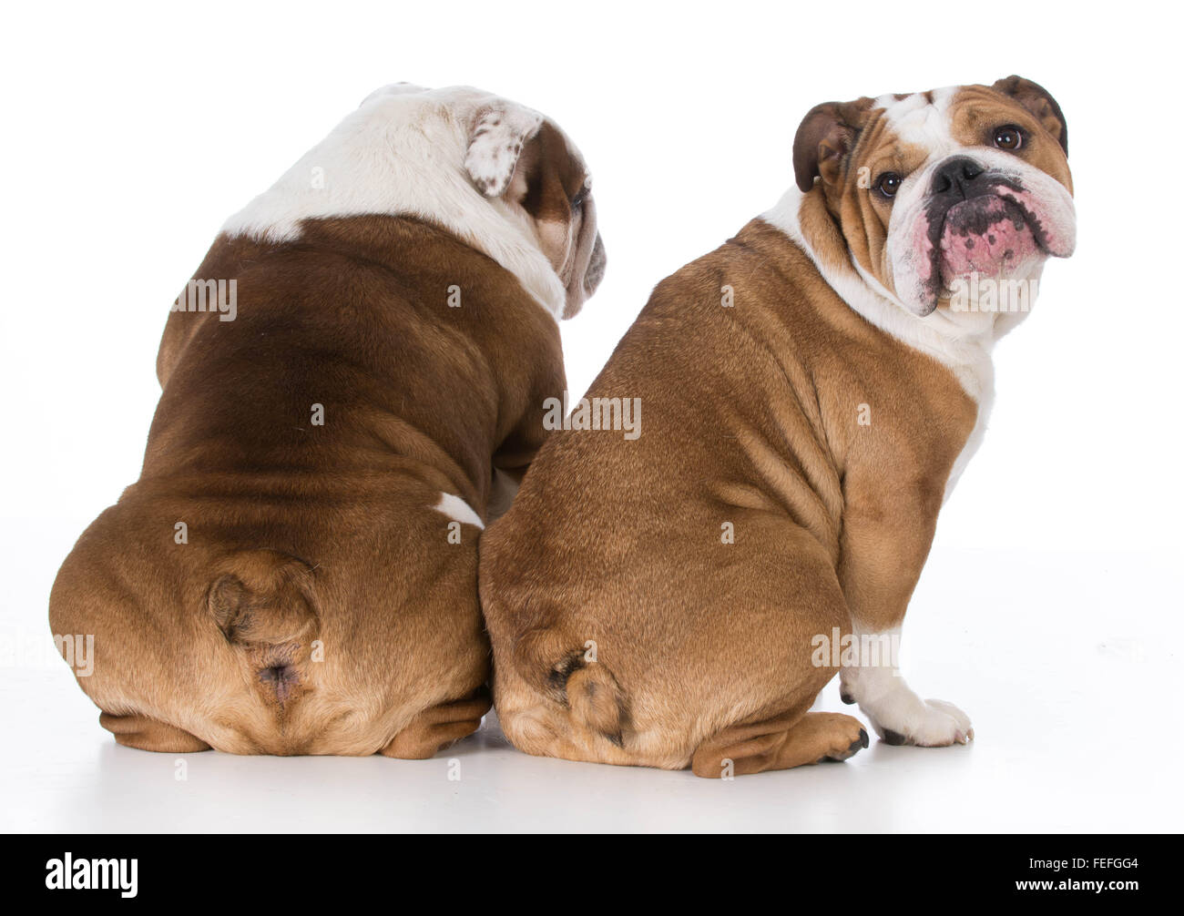 two english bulldogs with back to viewer on white background Stock ...