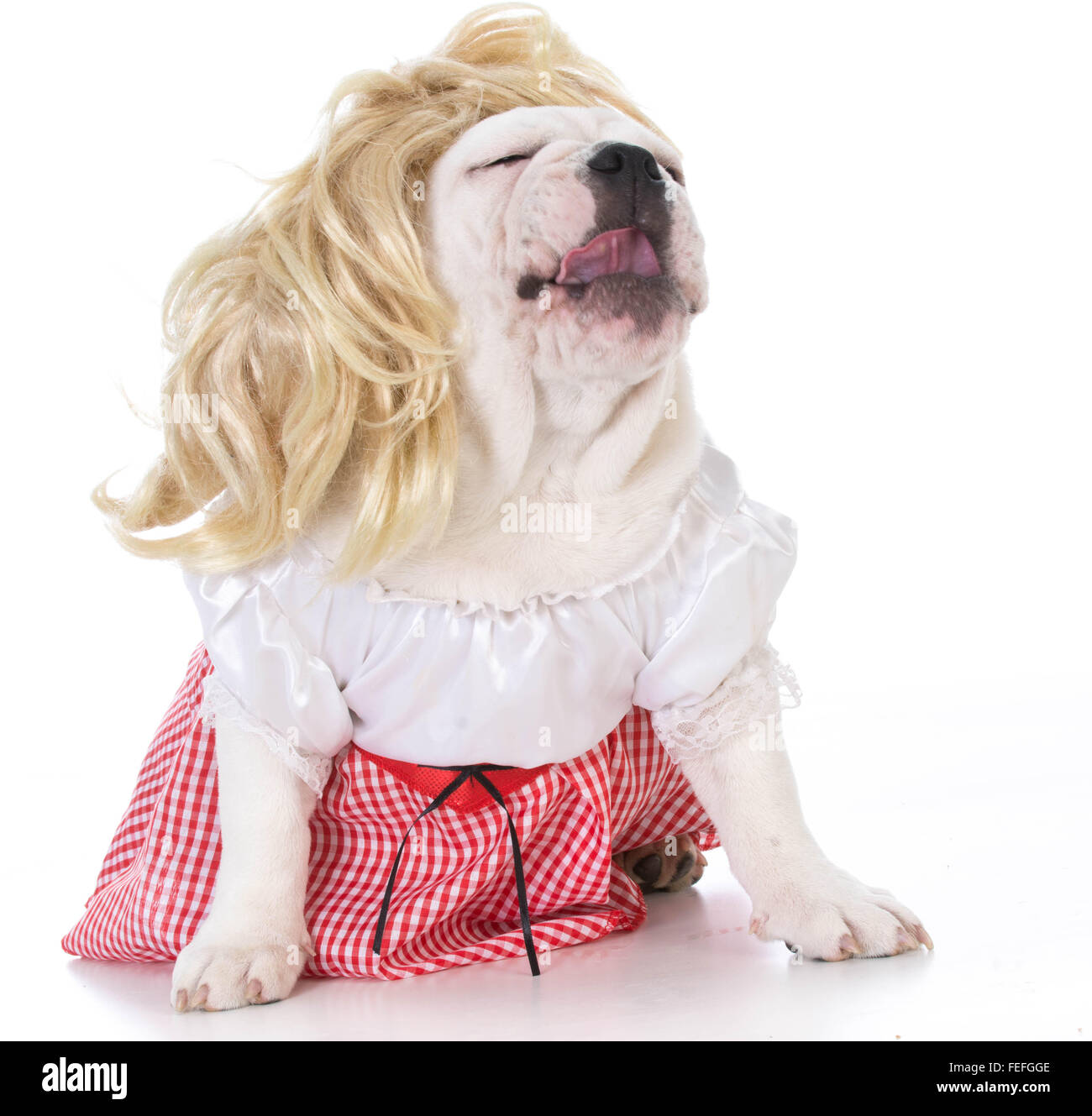 female english bulldog laughing on white background Stock Photo - Alamy