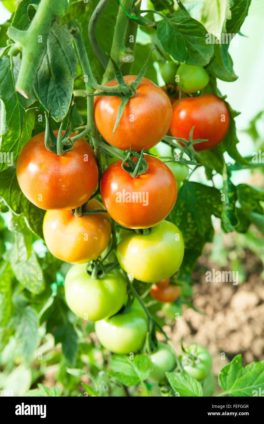 Organic tomatoes in a greenhouse Stock Photo - Alamy