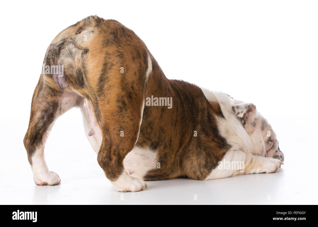 Female bum hi-res stock photography and images - Alamy