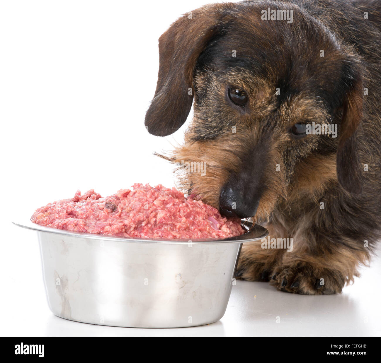 miniature wirehaired dachshund eating a raw dog food on white ...