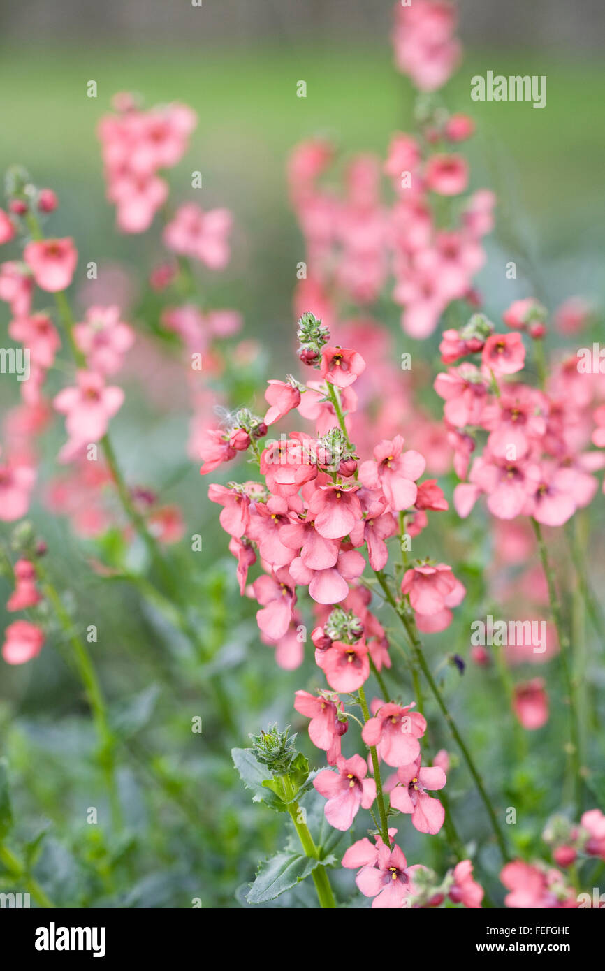 Diascia flowers growing in a flower meadow Stock Photo - Alamy