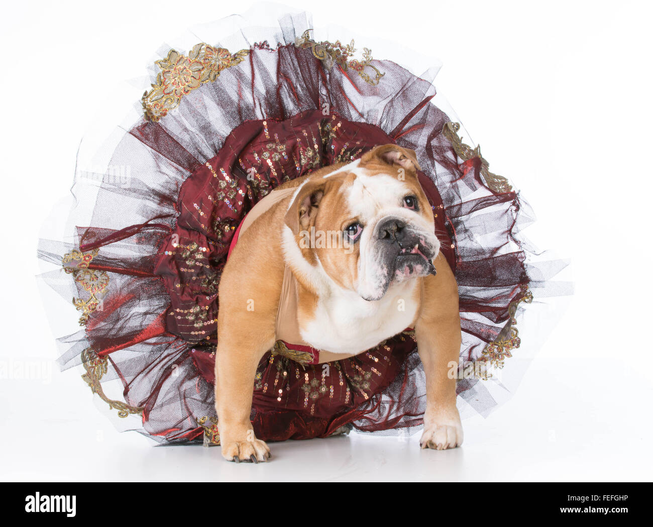 bulldog wearing ballerina costume sitting on white background Stock ...