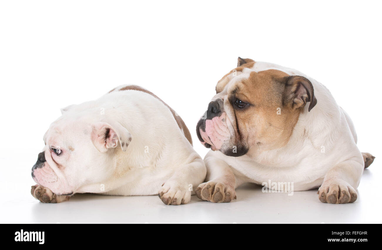 two english bulldog laying down on white background Stock Photo - Alamy