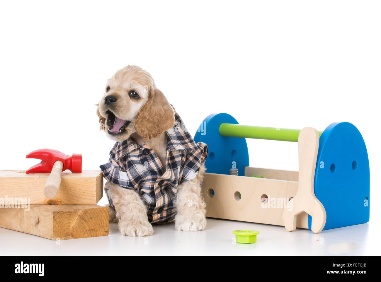 american cocker spaniel with tool box and tools on white background ...