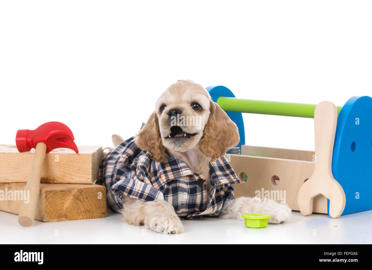 american cocker spaniel with tool box and tools on white background ...