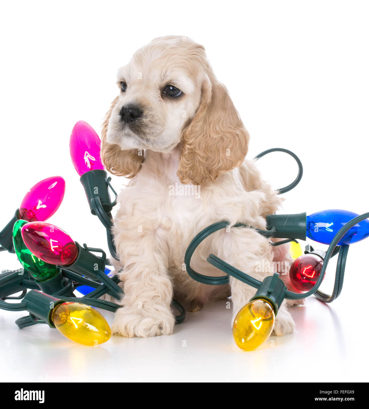 american cocker spaniel puppy wrapped in christmas lights on white ...