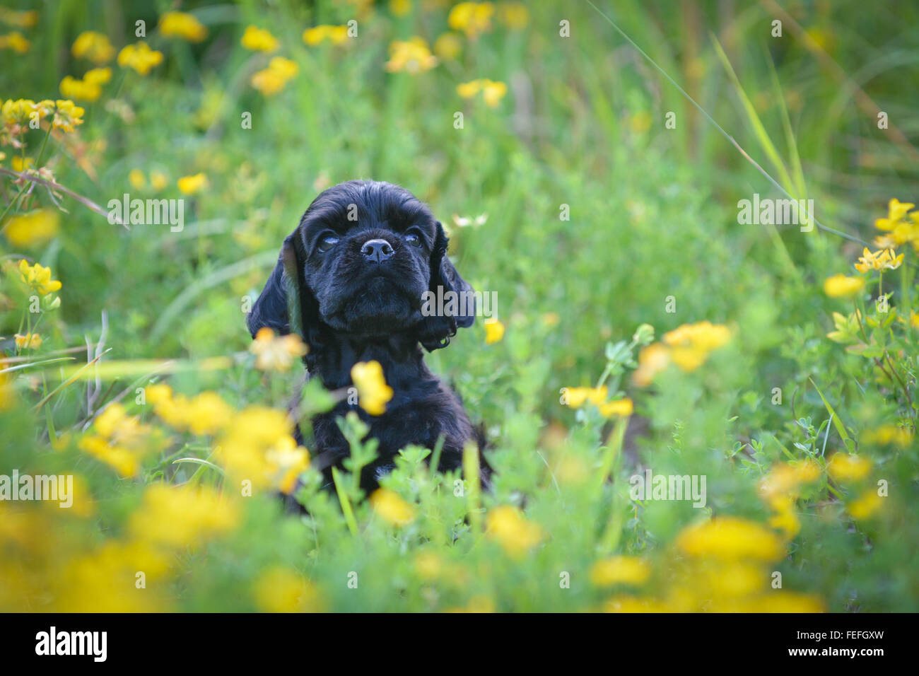 american cocker spaniel puppy in a field of flowers Stock Photo - Alamy