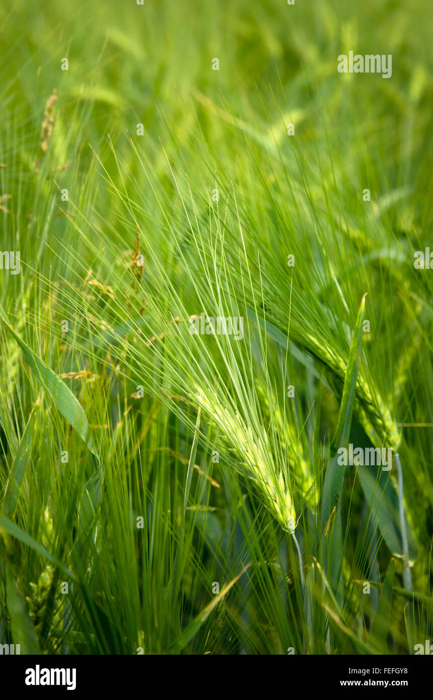 On farm land hi-res stock photography and images - Alamy