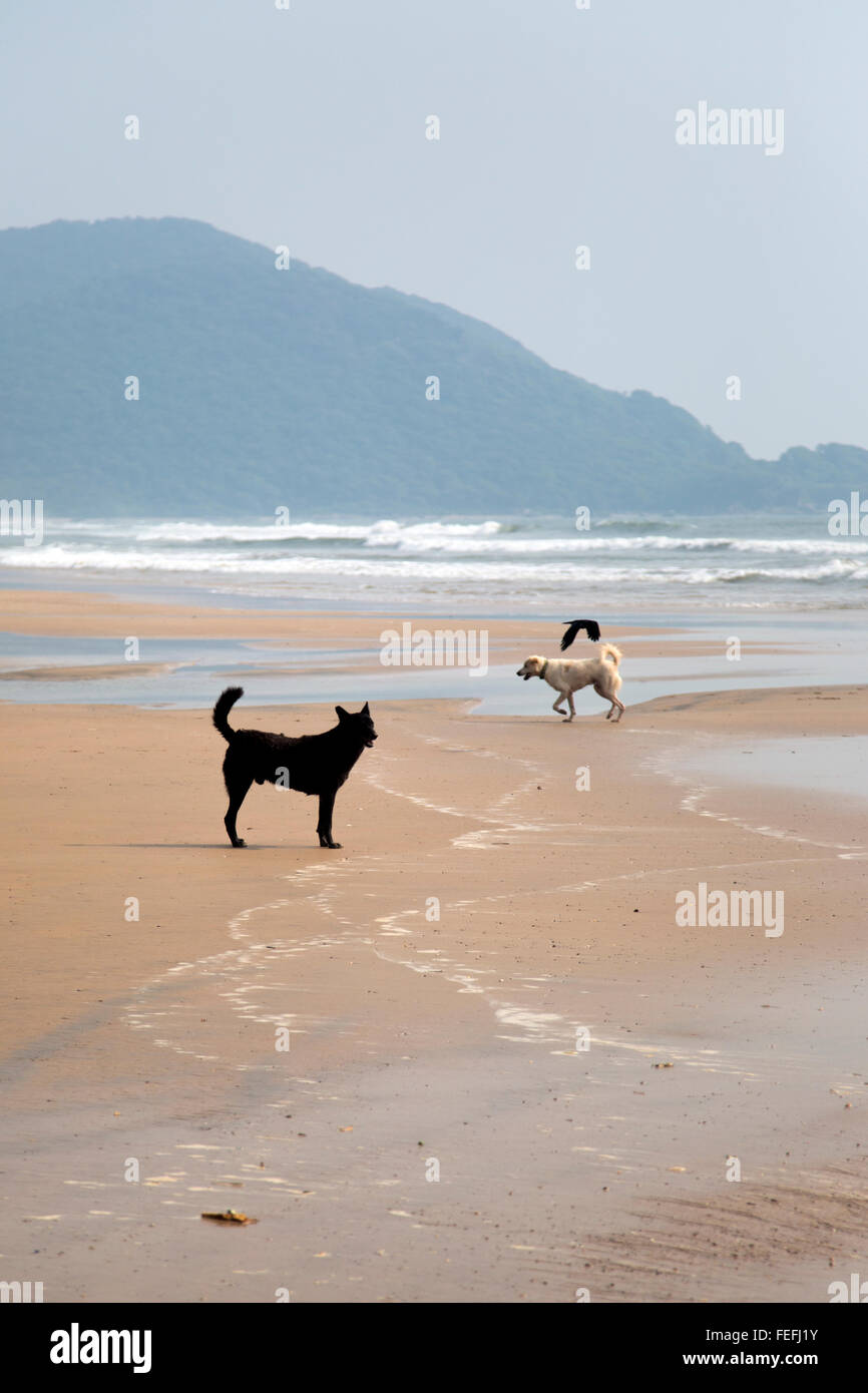 Dogs on the beach in Agonda, Goa, India Stock Photo - Alamy