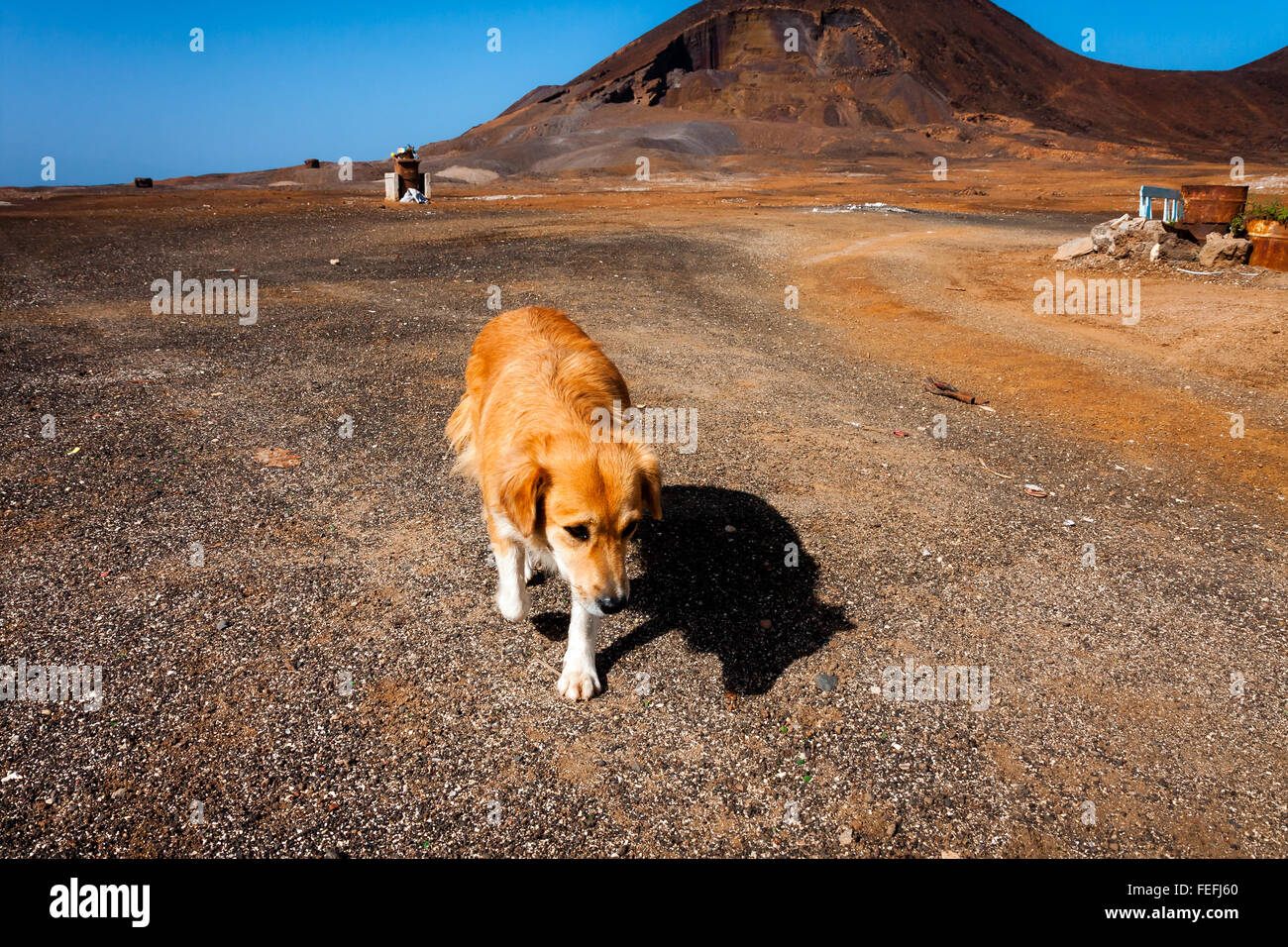 Stray dog in the desert Stock Photo - Alamy