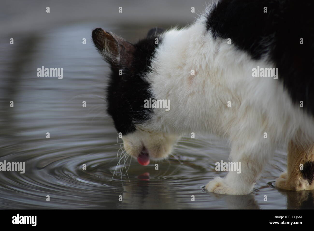 A Cat is drinking Water in a Puddle Stock Photo - Alamy