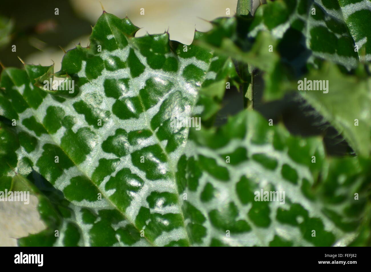 A spiny leaf in a garden in Provence, South of France Stock Photo - Alamy