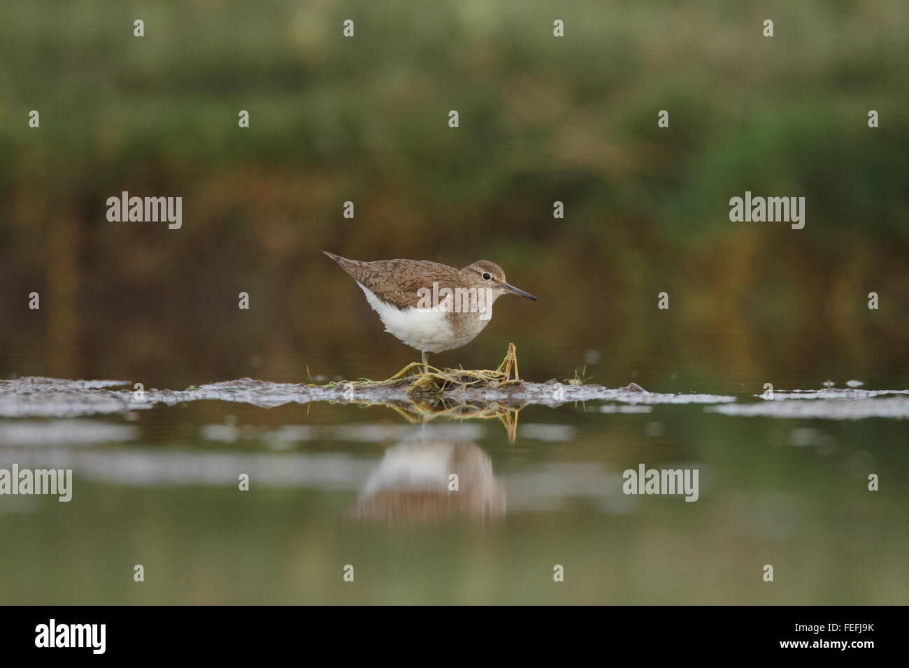 Common sandpiper uk hi-res stock photography and images - Alamy