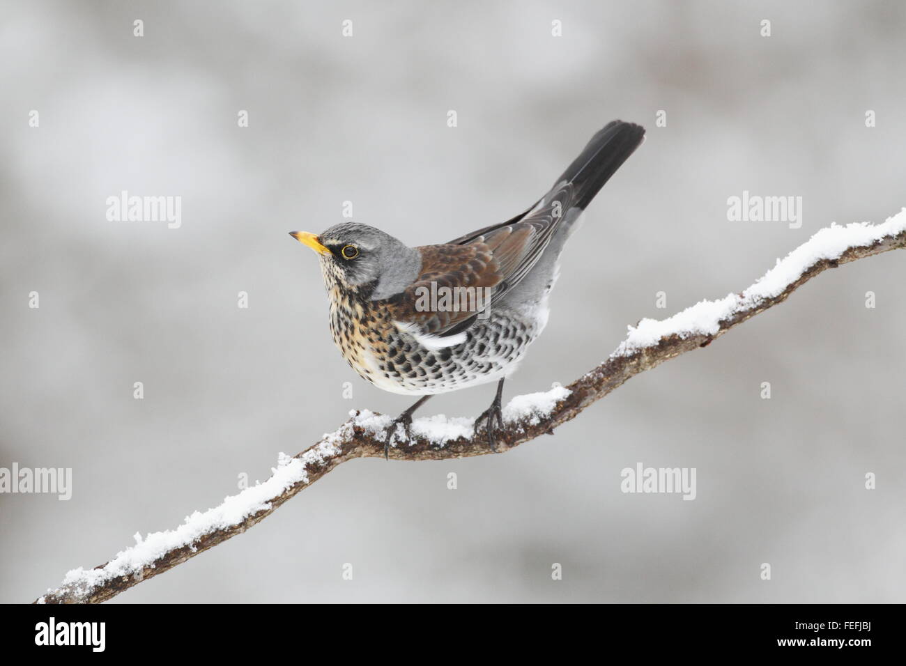 Fieldfare uk summer hi-res stock photography and images - Alamy