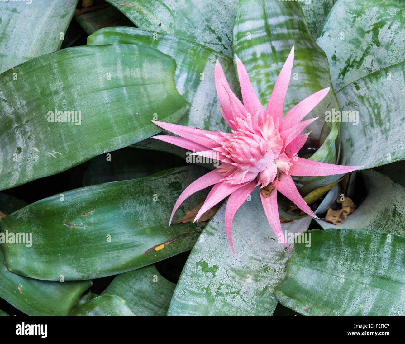 Small pink bromeliad in the green house Stock Photo - Alamy