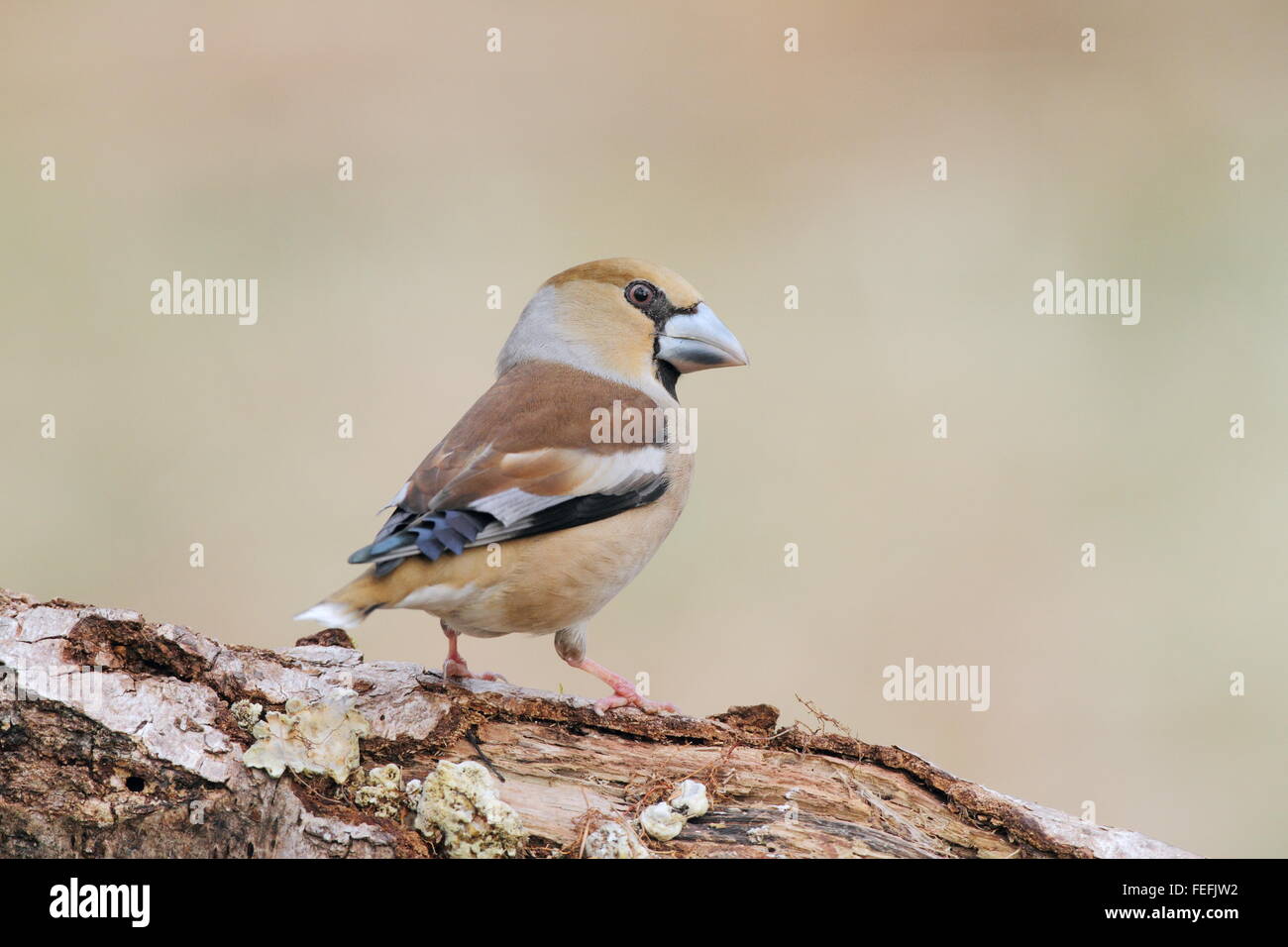 Female Hawfinch (Coccothraustes coccothraustes), Forest of Dean ...