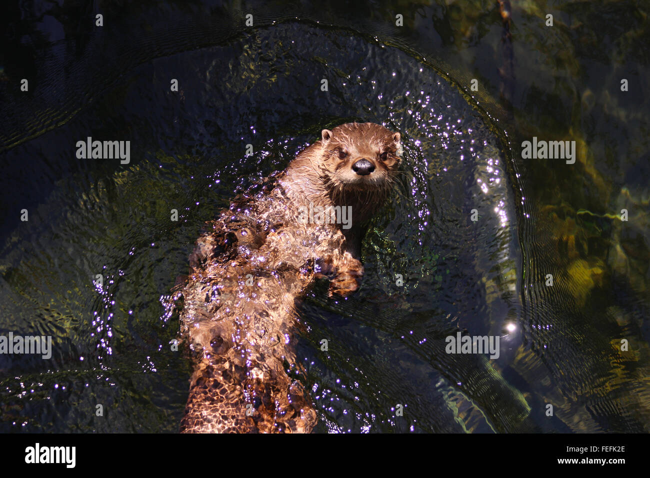 Oregon river otter hi-res stock photography and images - Alamy