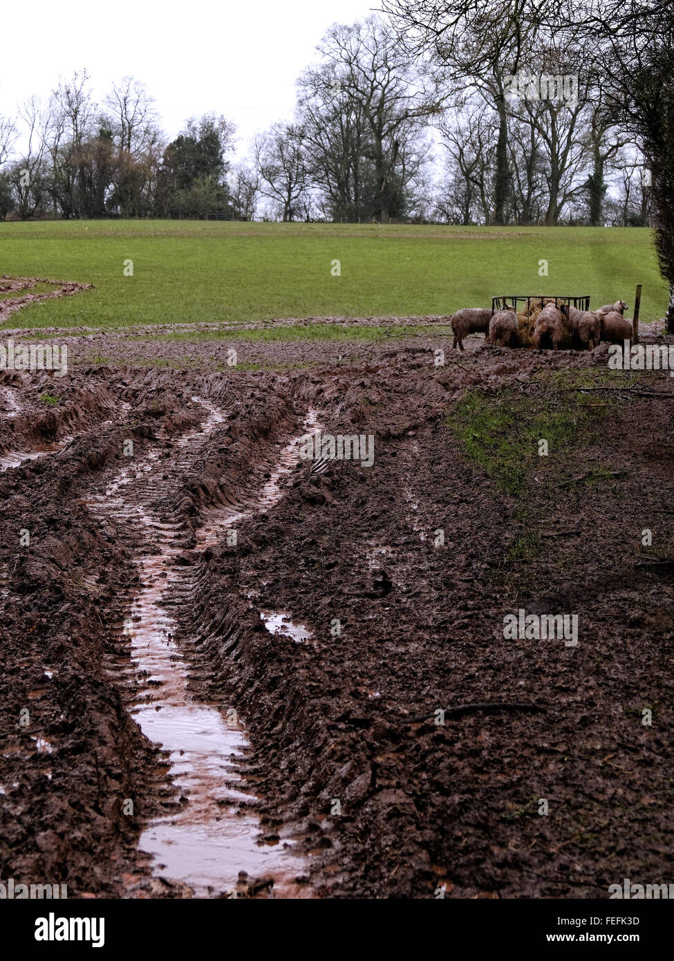 Sad sheep hi-res stock photography and images - Alamy